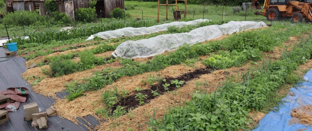 OSC Seeds | Ontario Seed Company Ltd. | Over 125 Years