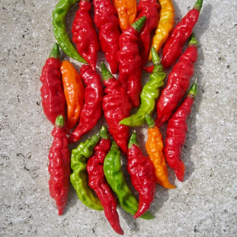 Pepper Seeds Canada | Order Online | OSC Seeds