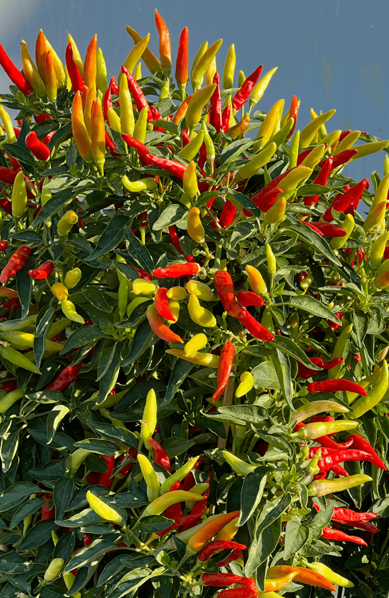 Tabasco Hot Pepper Seeds 1926 | OSC Seeds