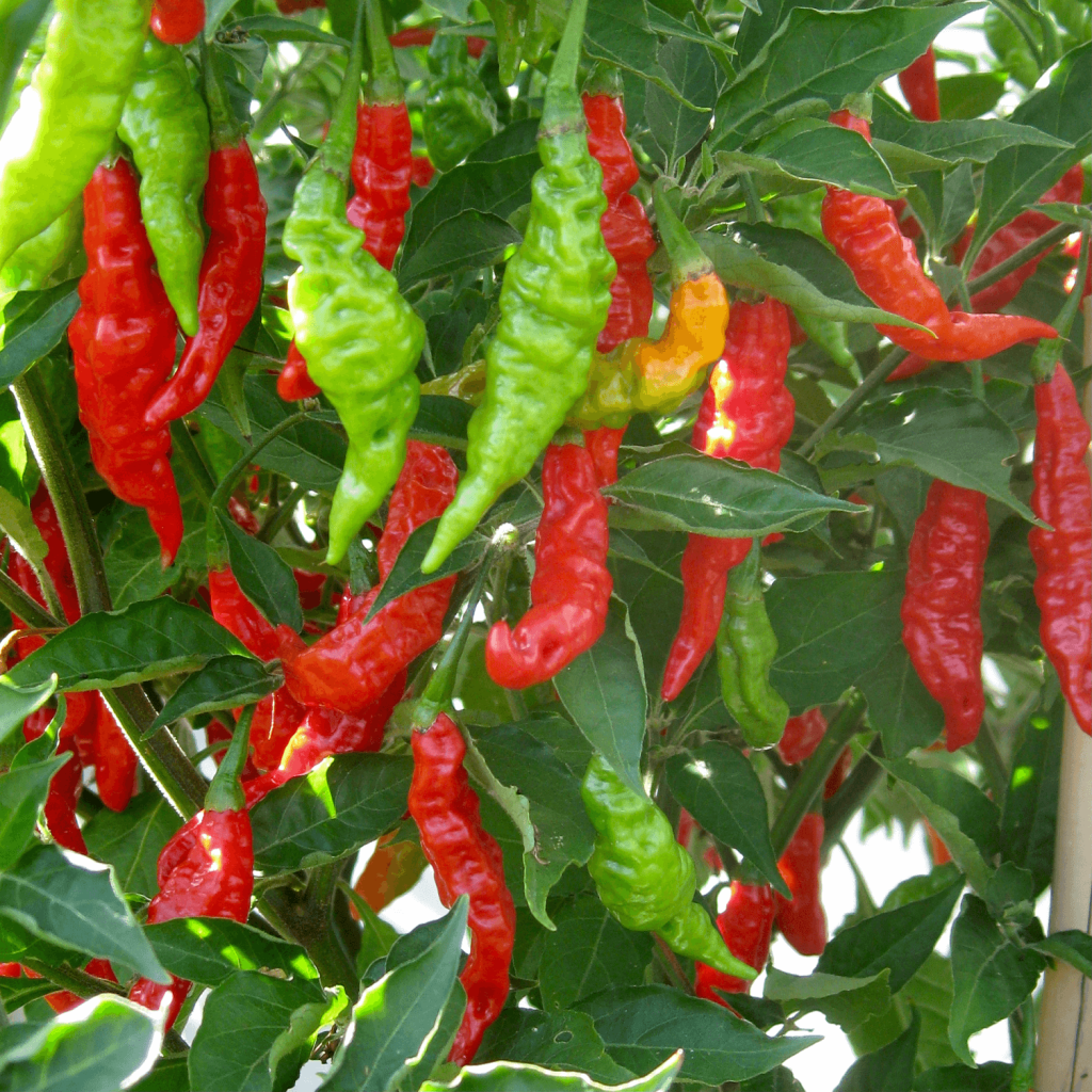 OSC Seeds | Ontario Seed Company Ltd. | Over 125 Years