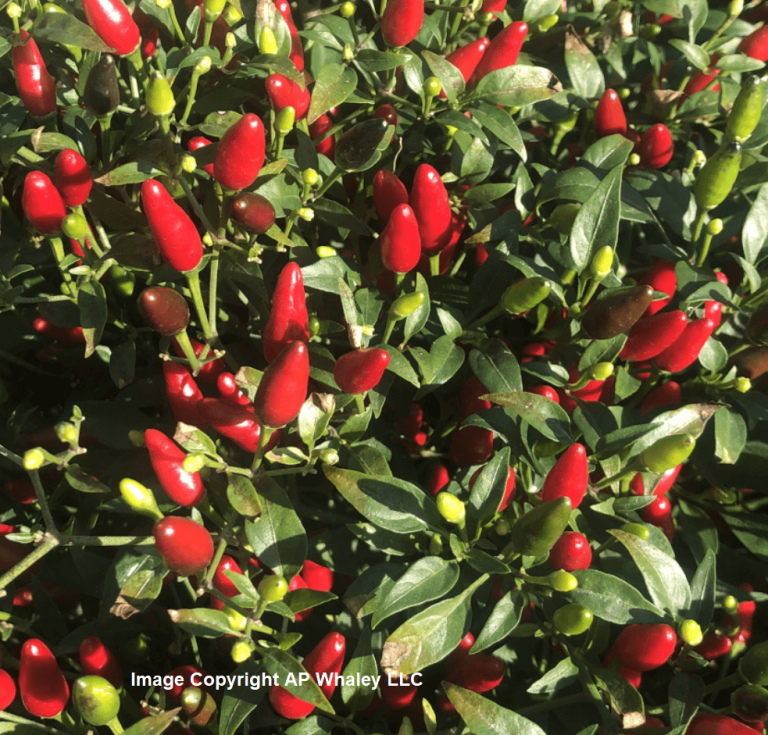 Thai Red Chili Hot Pepper 1918 | OSC Seeds