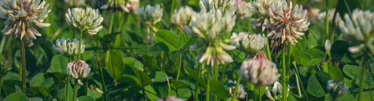 Clover and Microclover Lawns - what's the big deal? | OSC Seeds