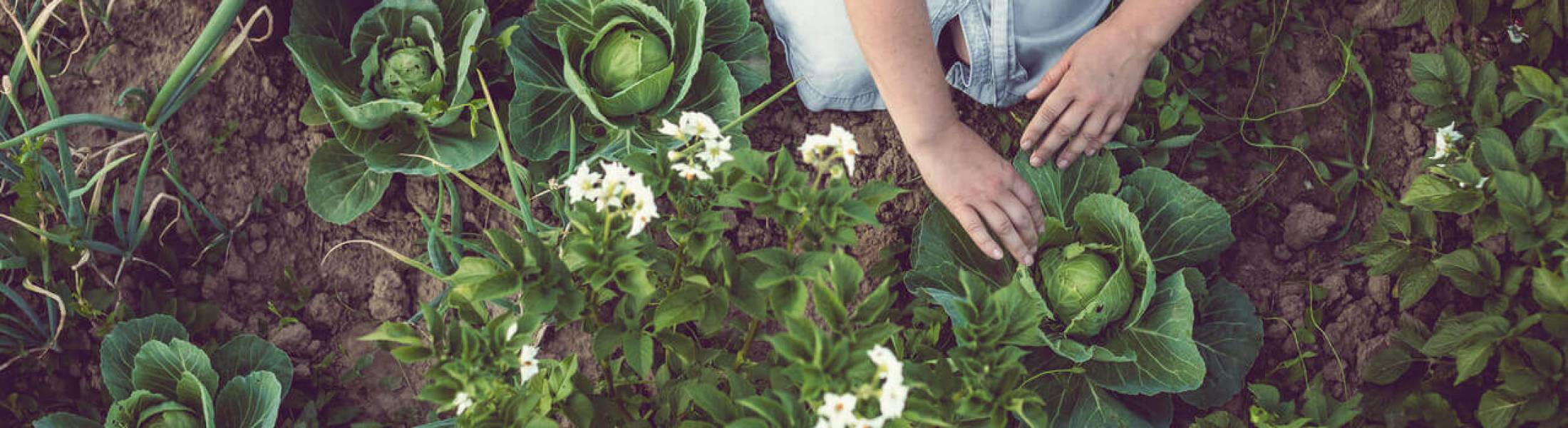 Frequently Asked Questions | Ontario Seed Company